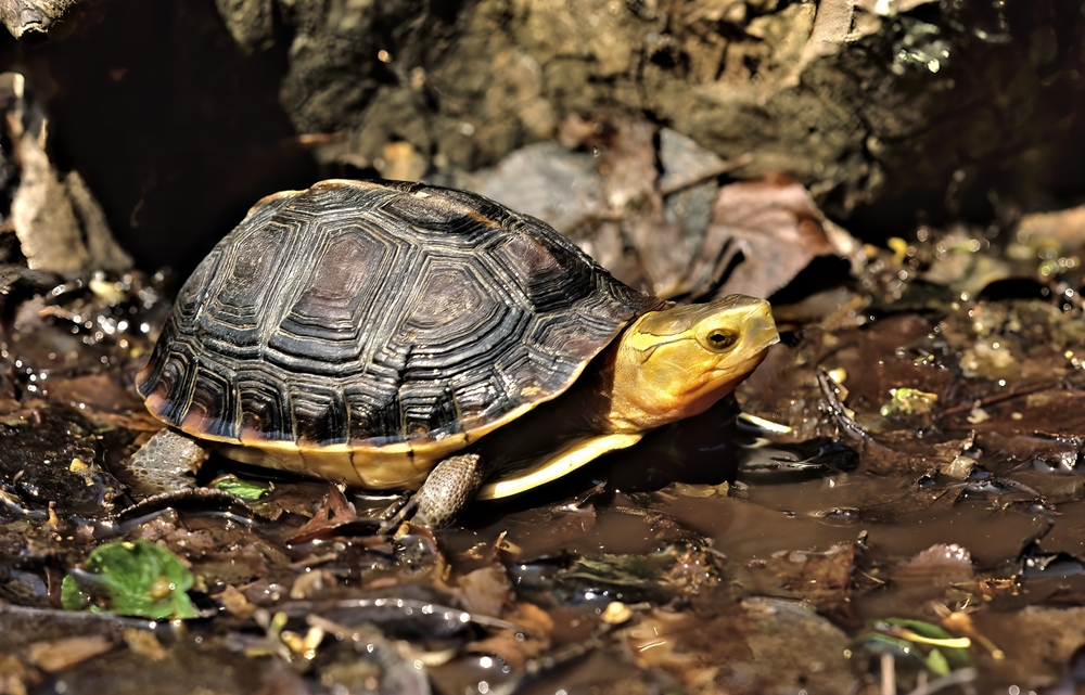 Asian Box Turtles: Overcoming Conservation Challenges